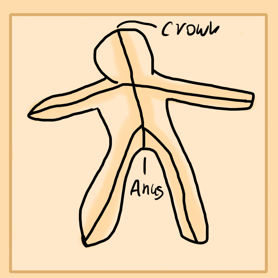 Energetic Anatomy